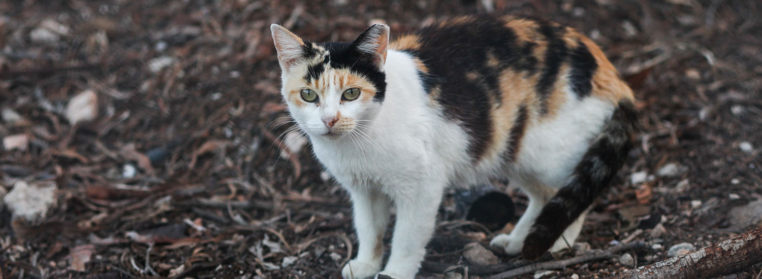 Trap, Neuter, Return and Manage Program (TNRM) for Feral Community Cats